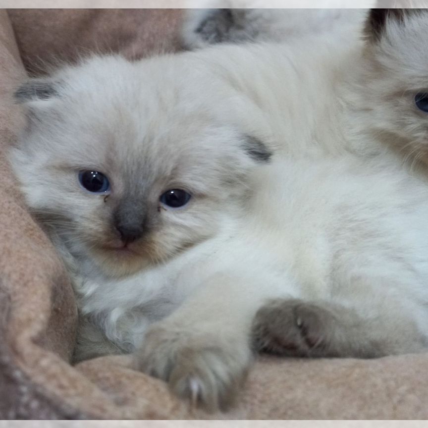 Невская маскарадная -котенок