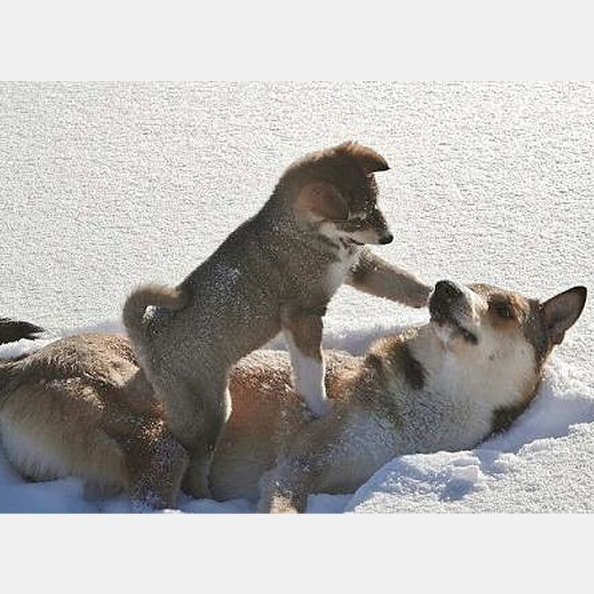 Щенки лайки- компаньон (не рабочие-не охотники )