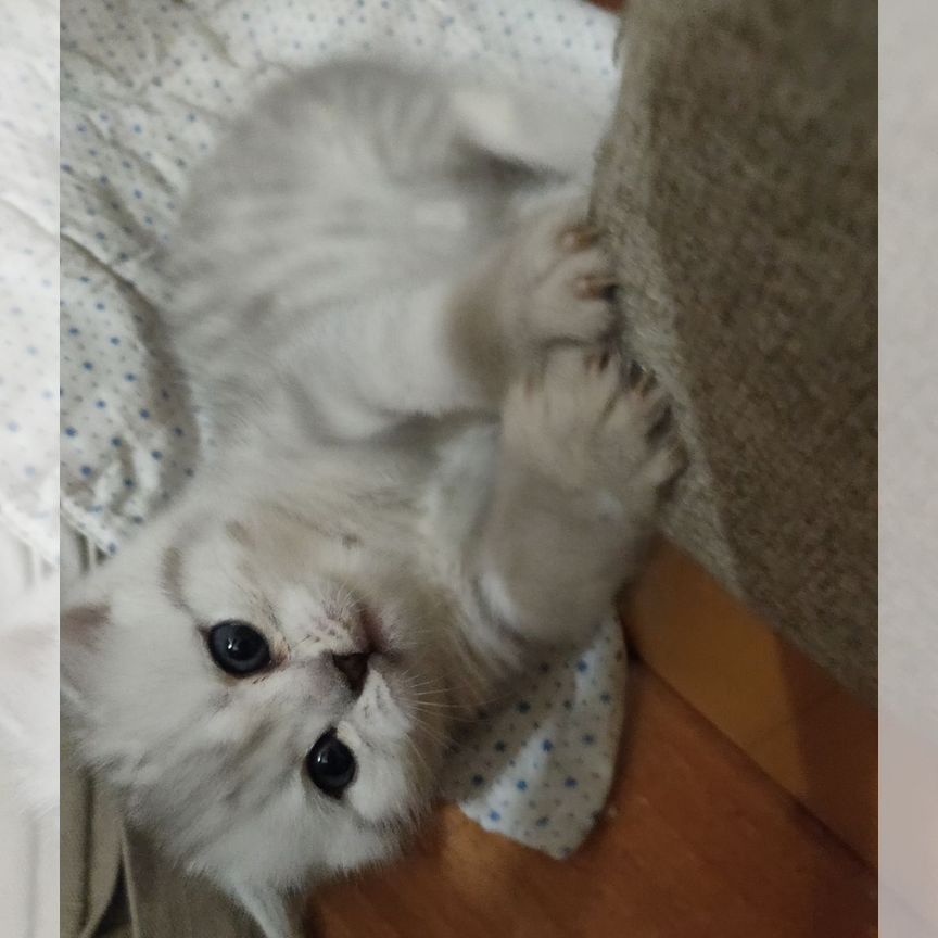 Шотландские котята мальчик др26 января