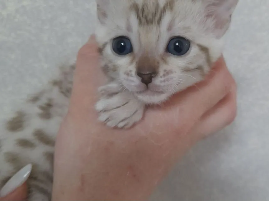 Бенгальские котята