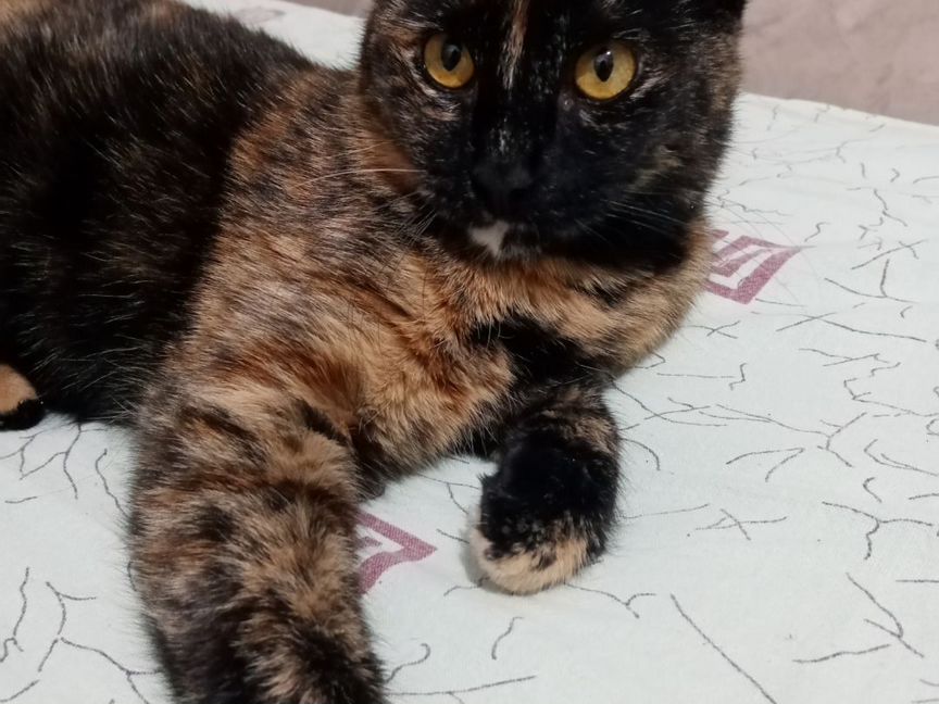 Кошка