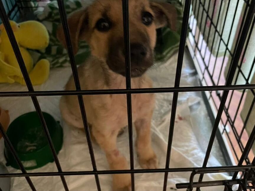 Щенок Альф 3 мес в добрые руки бесплатно