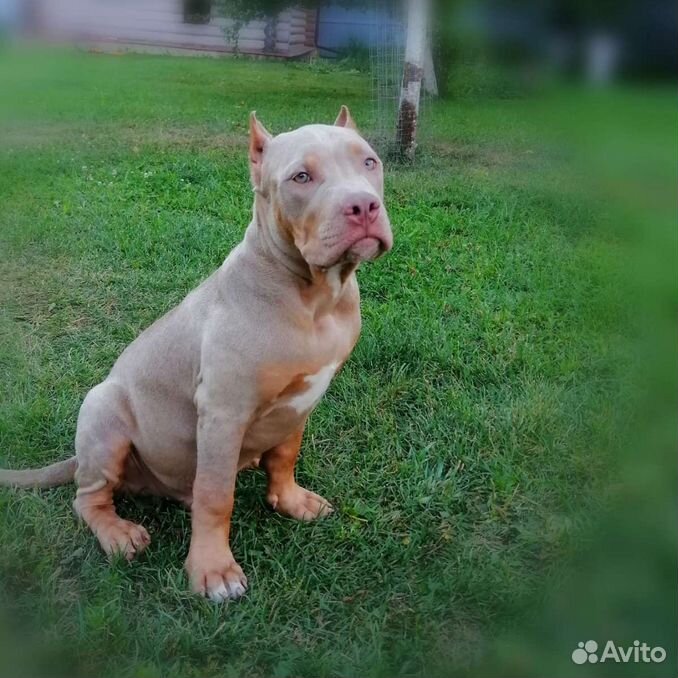 Американский булли classic