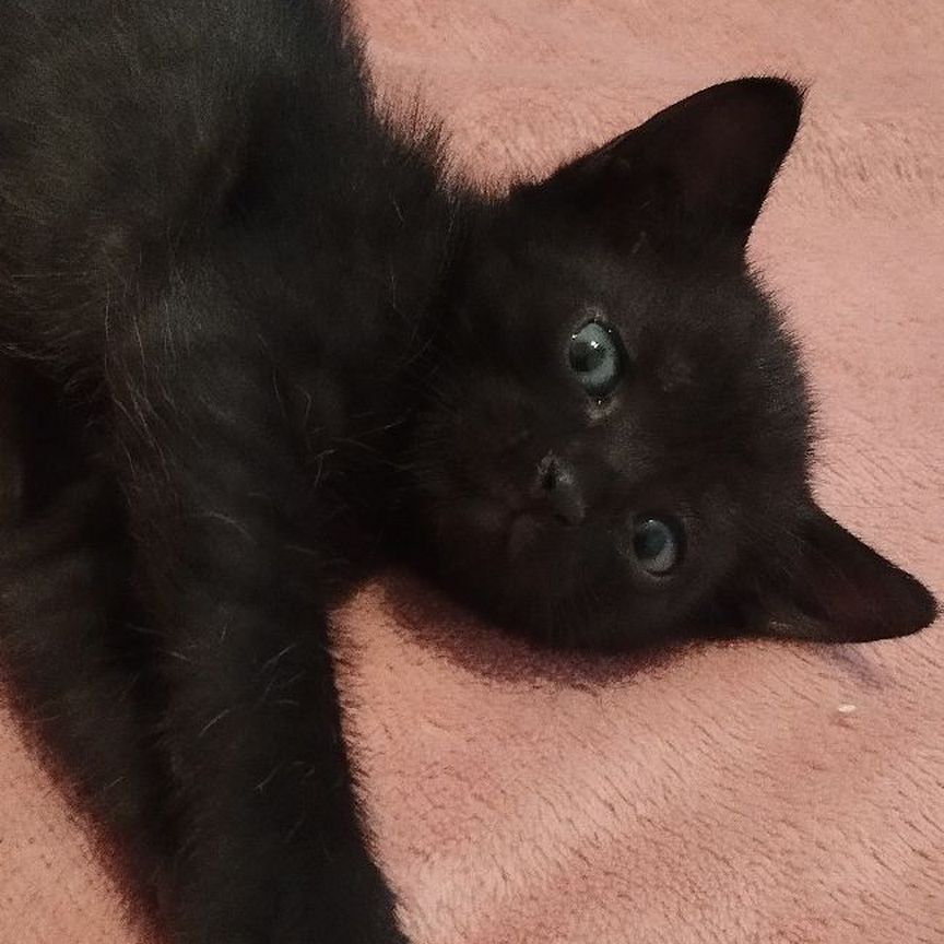 Котята в дар