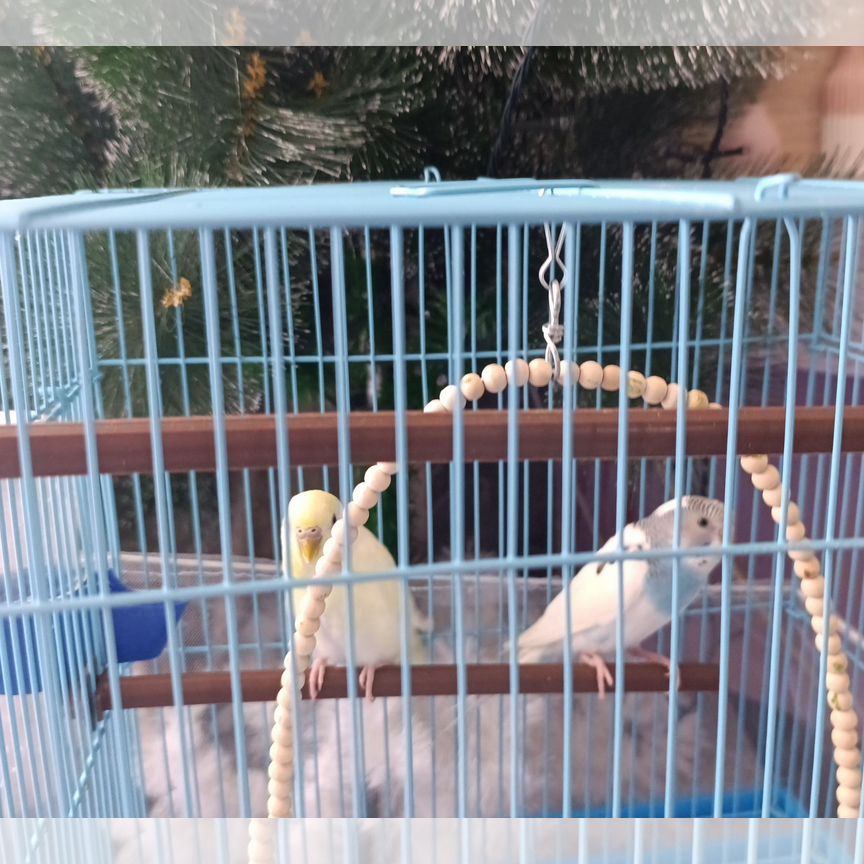 Волнистый попугай с клеткой