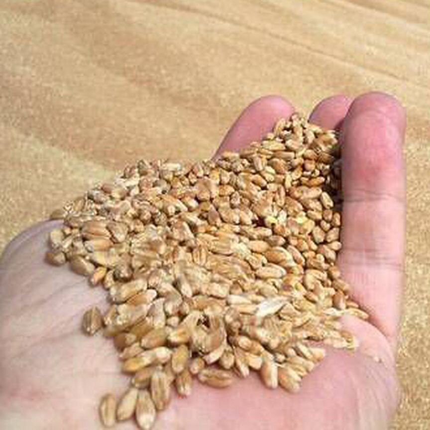 Продам зерно пшеницы 3 класс