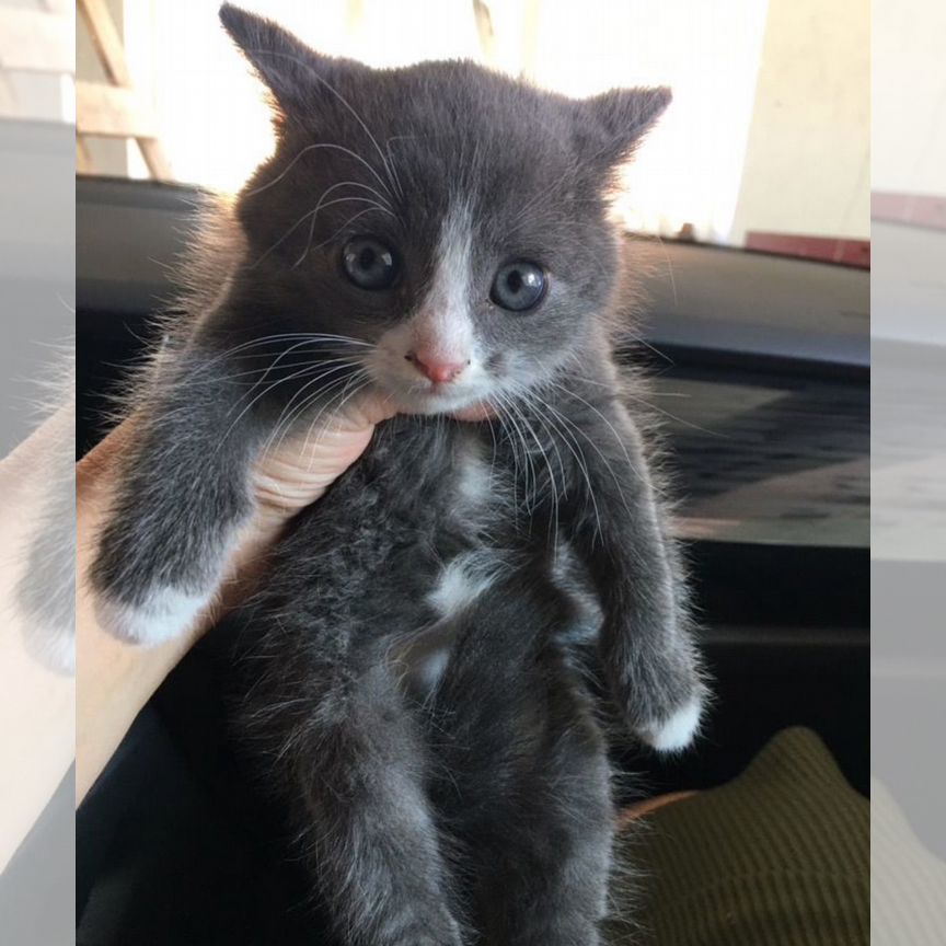 Котенок 1,5-2 месяца мальчик