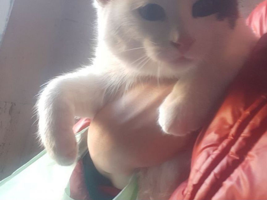 Котенку грозит смерть