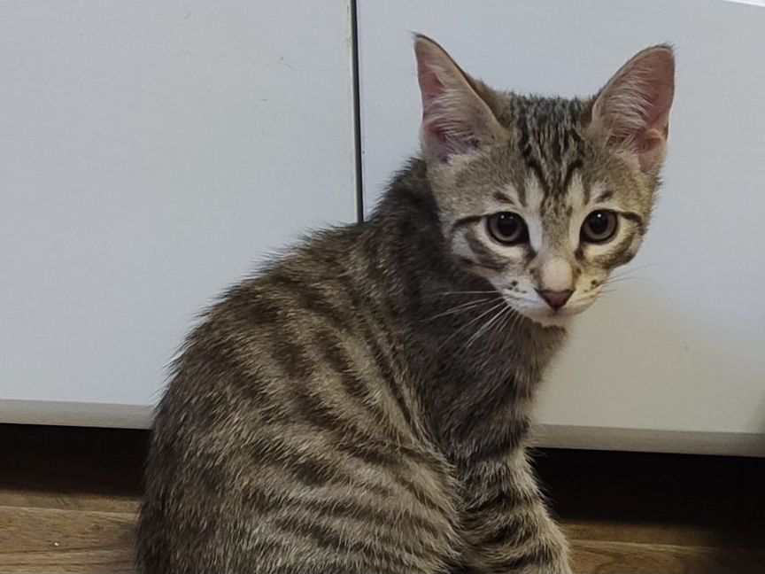 Продам котят