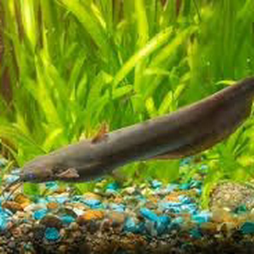 Мешкожаберный сом