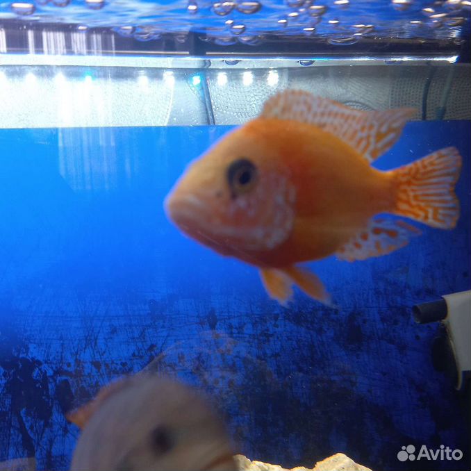 Продаются цихлиды мальки