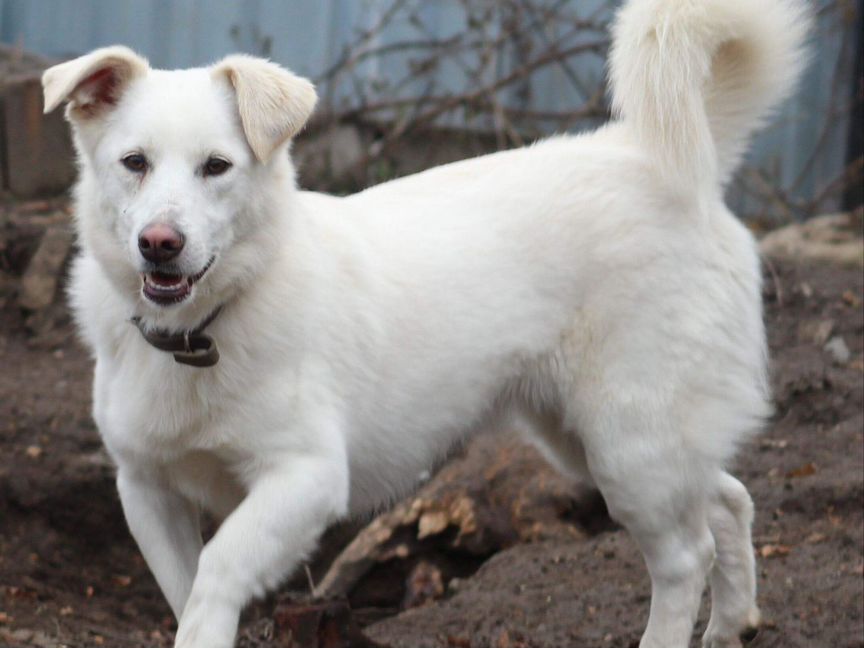 Ищем дом для Снежки