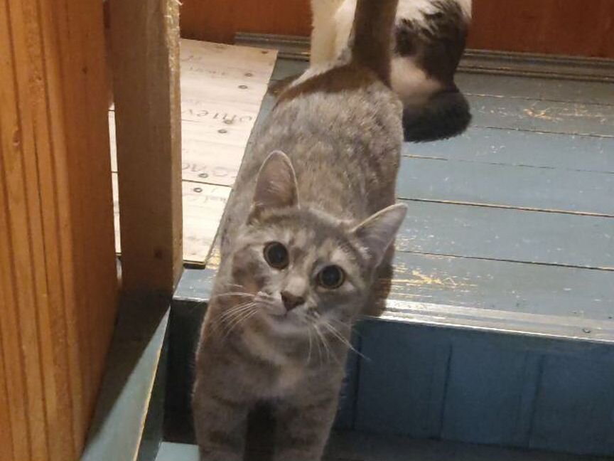 Охотница мышка в поисках дома