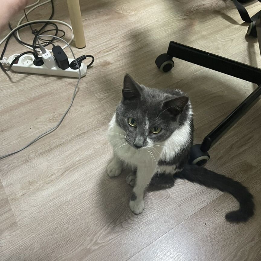 Нашелся кот