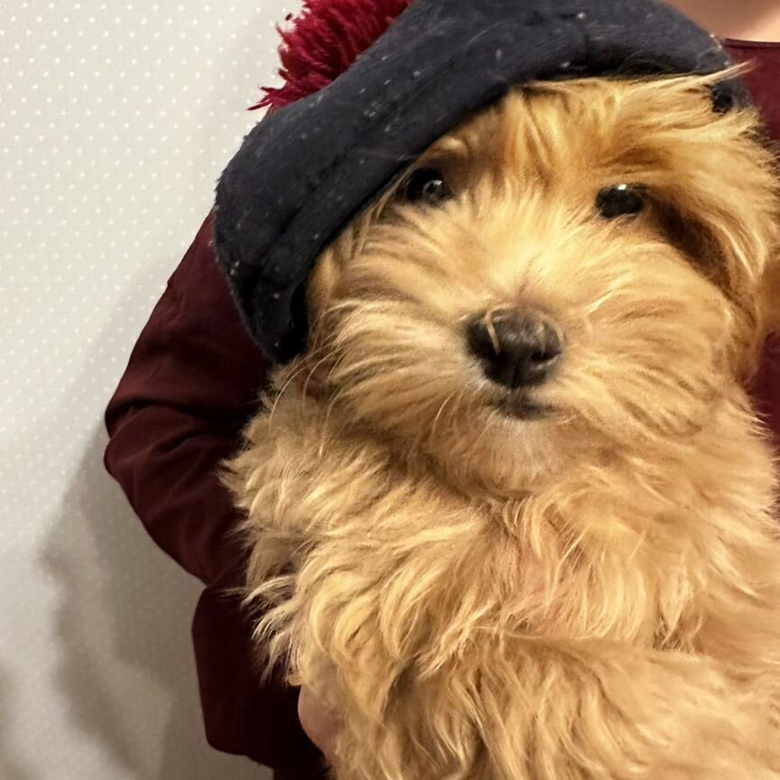 Мальтипу мини малыш