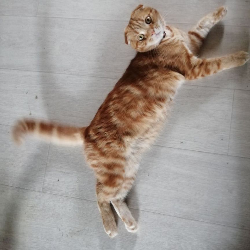 Отдам в добрые руки кошку мышеловку