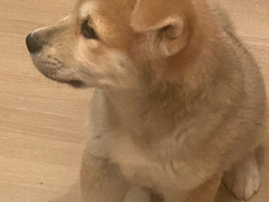 Щенки акита ину