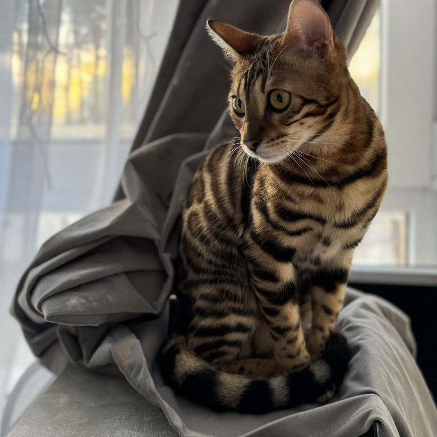 Бенгальская кошка, вязка