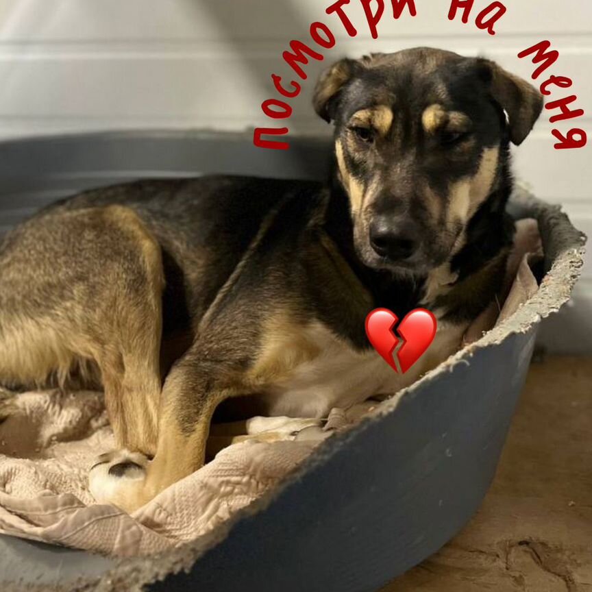 Взрослая собака в добрые руки