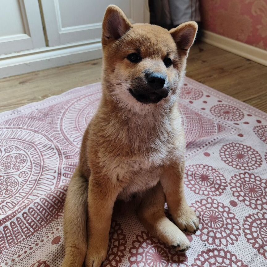 Сиба-ину, щенок