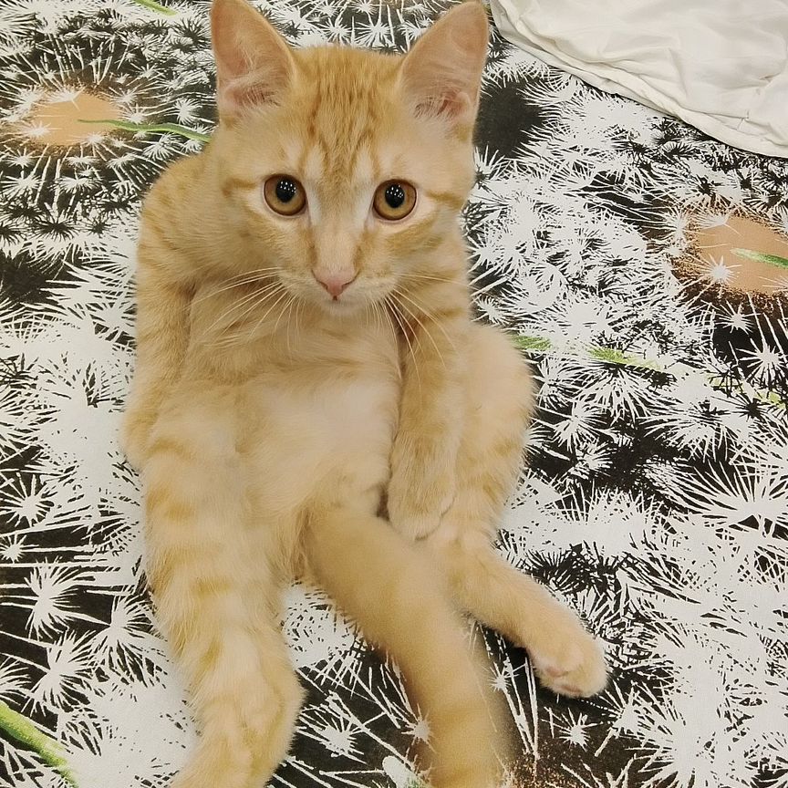 Сибирский котёнок