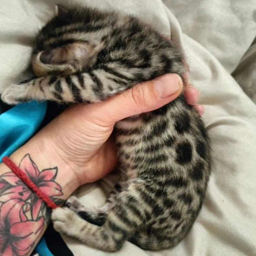 Бенгальские котята
