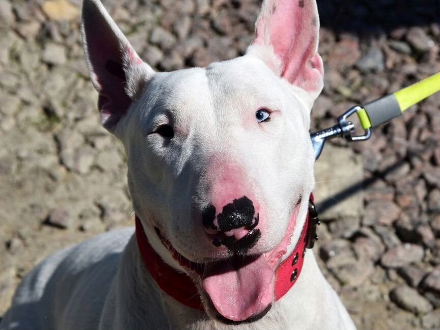 Молодая сука бультерьера ищет дом