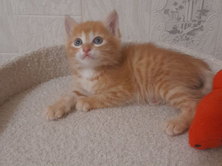 Котята Лёва Молли Ася - 1,5 месяца