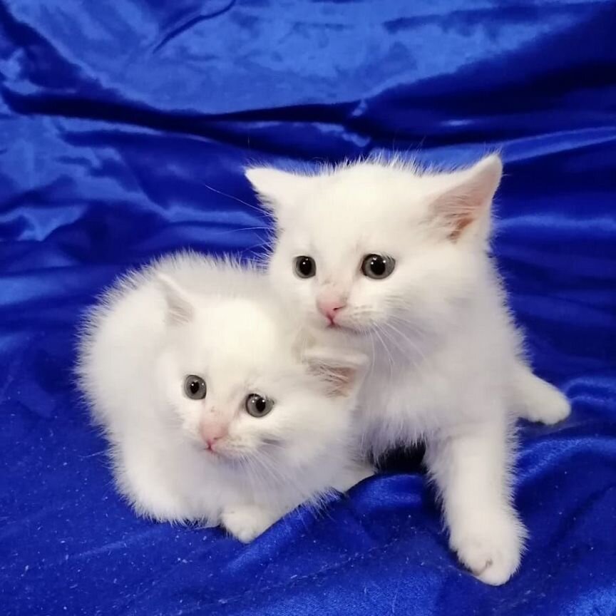 Котята