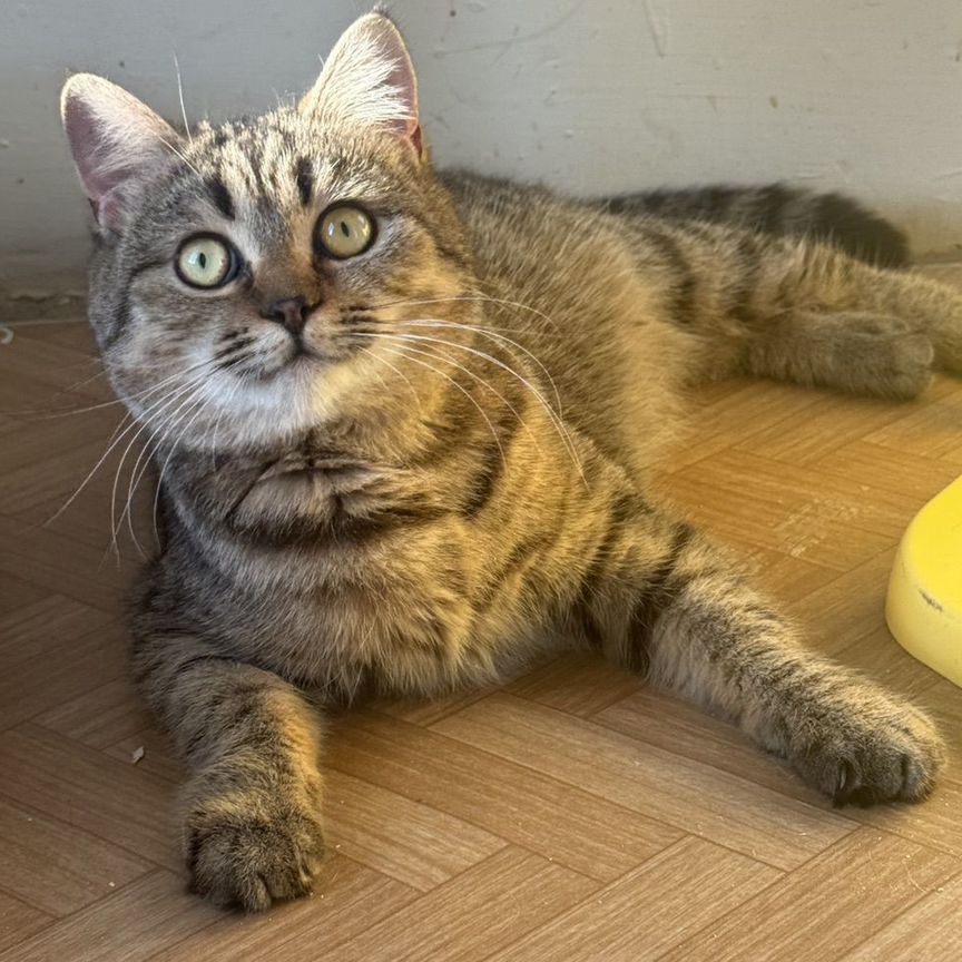 Британская короткошёрстная, взрослая кошка