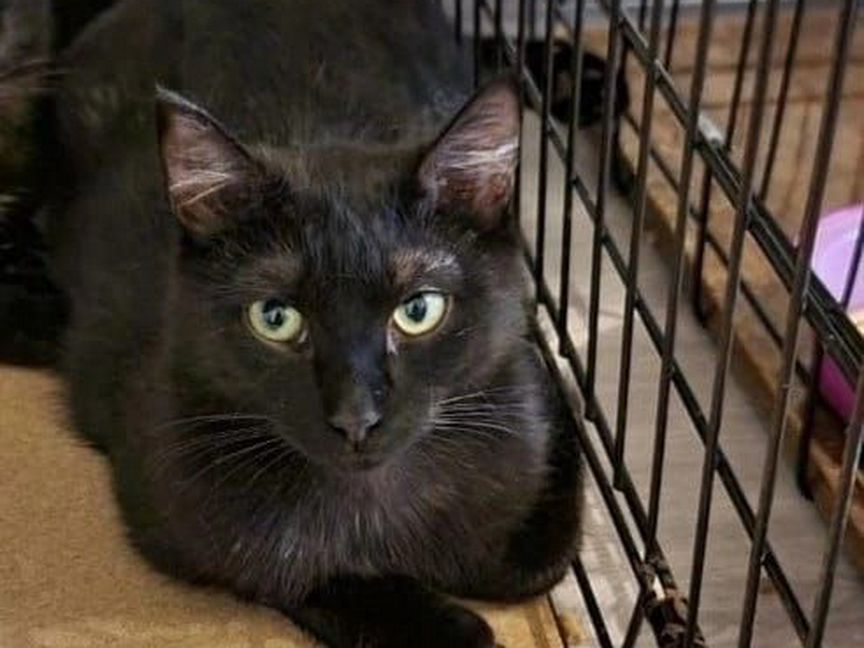 Кошки Яша, Тима и Оливка