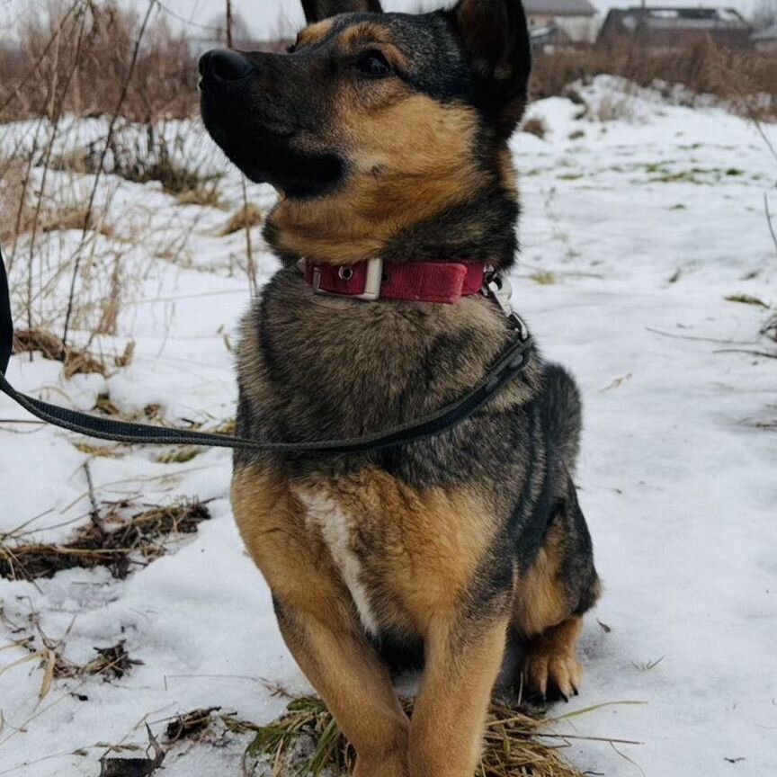 Чье счастье Мальчик-коротколапик