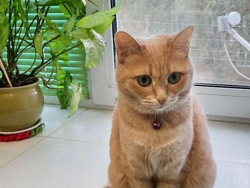 Отдам в добрые руки кошечку,умная,к лотку приучена