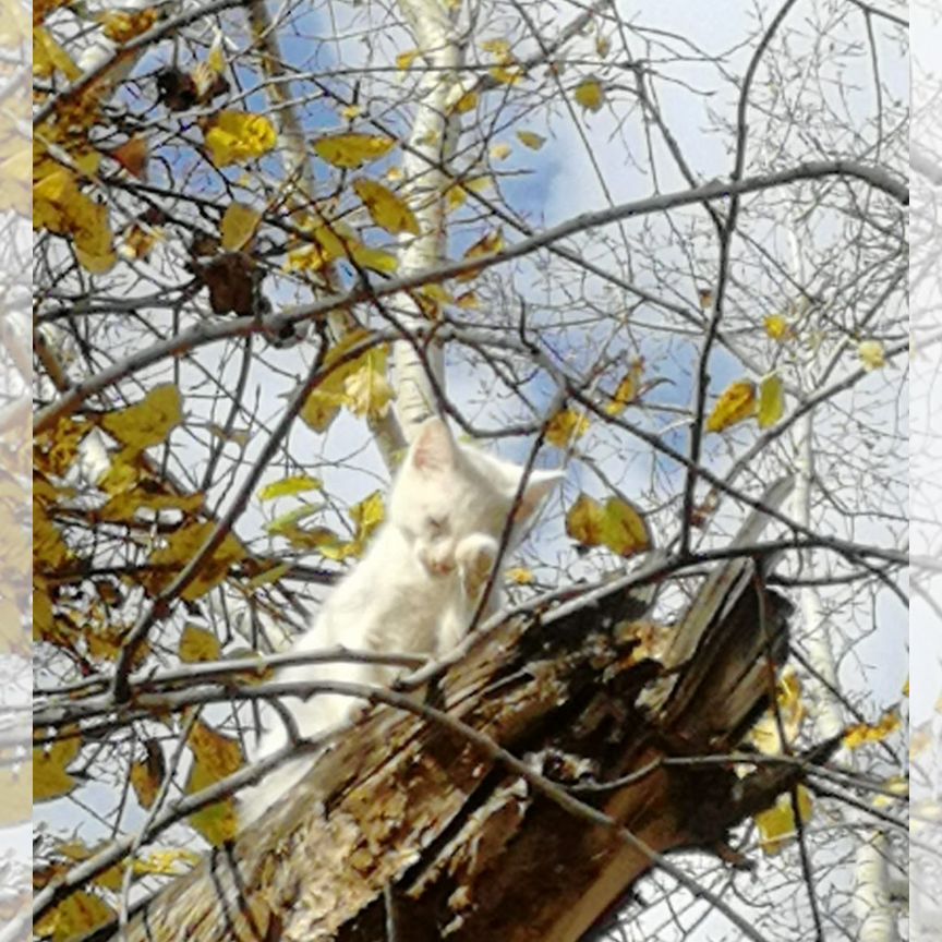 Отдам месячных котят в добрые руки. Канск