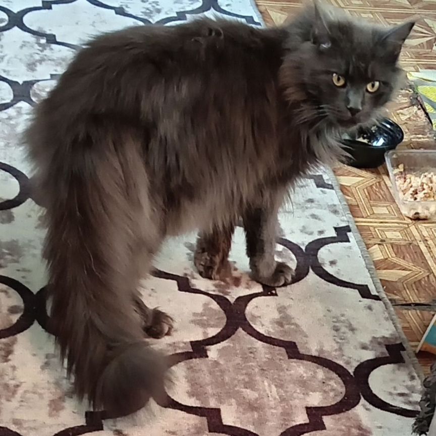 Мейн-кун, взрослая кошка