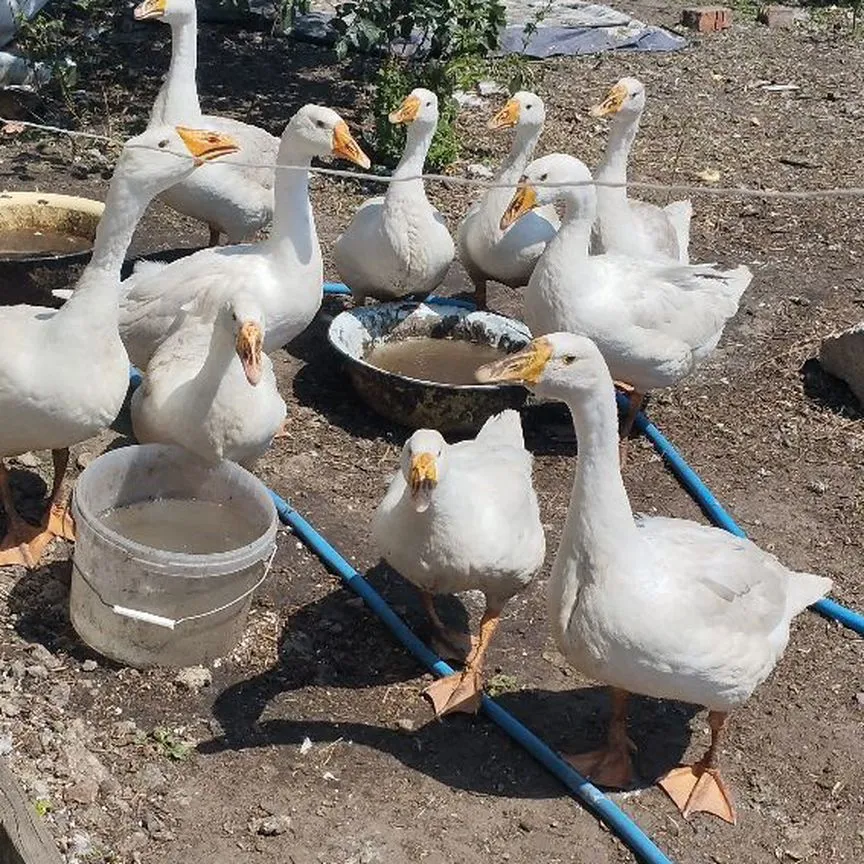 Гуси