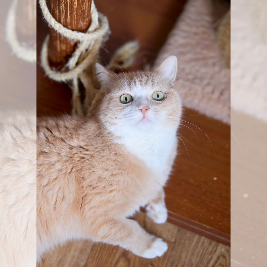 Взрослый кот в добрые руки