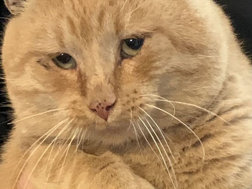 Кот