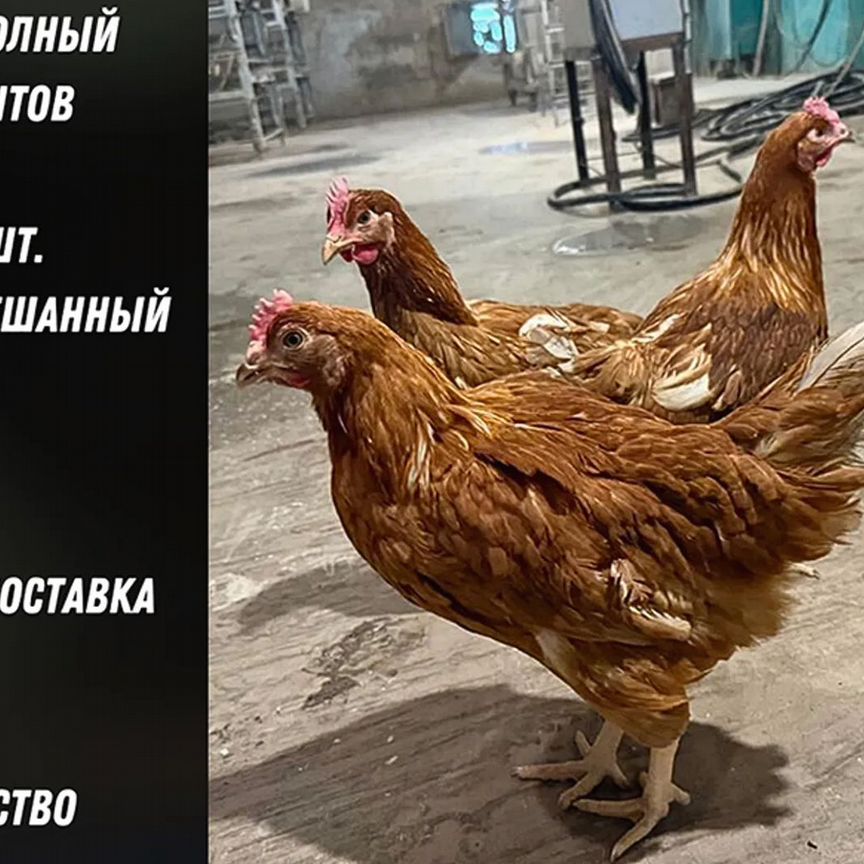 Куры молодки различных пород от производителя