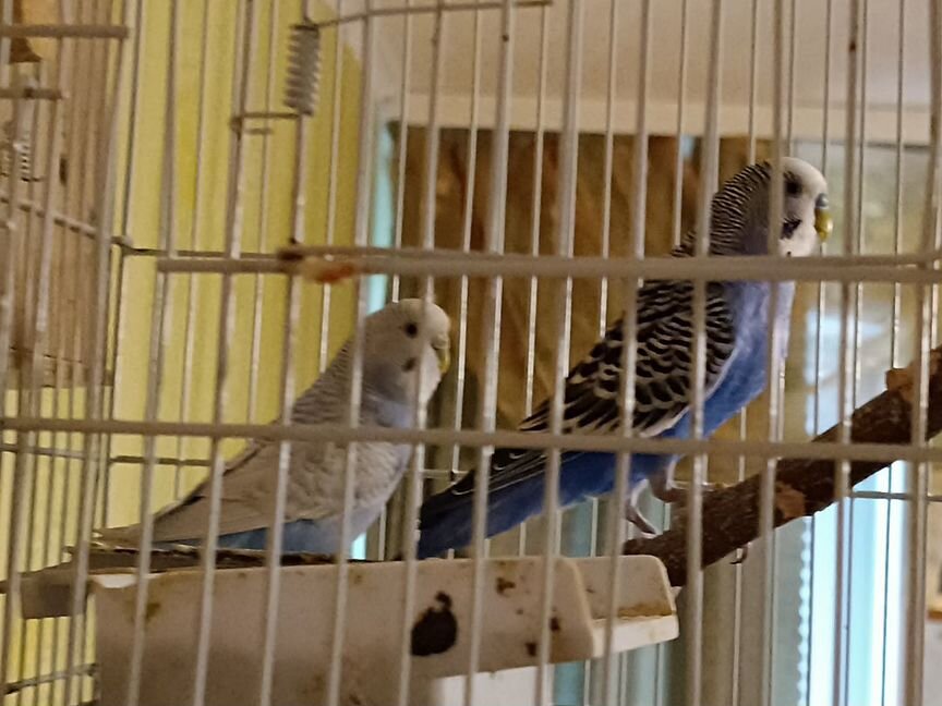 Попугаи волнистые молодая пара