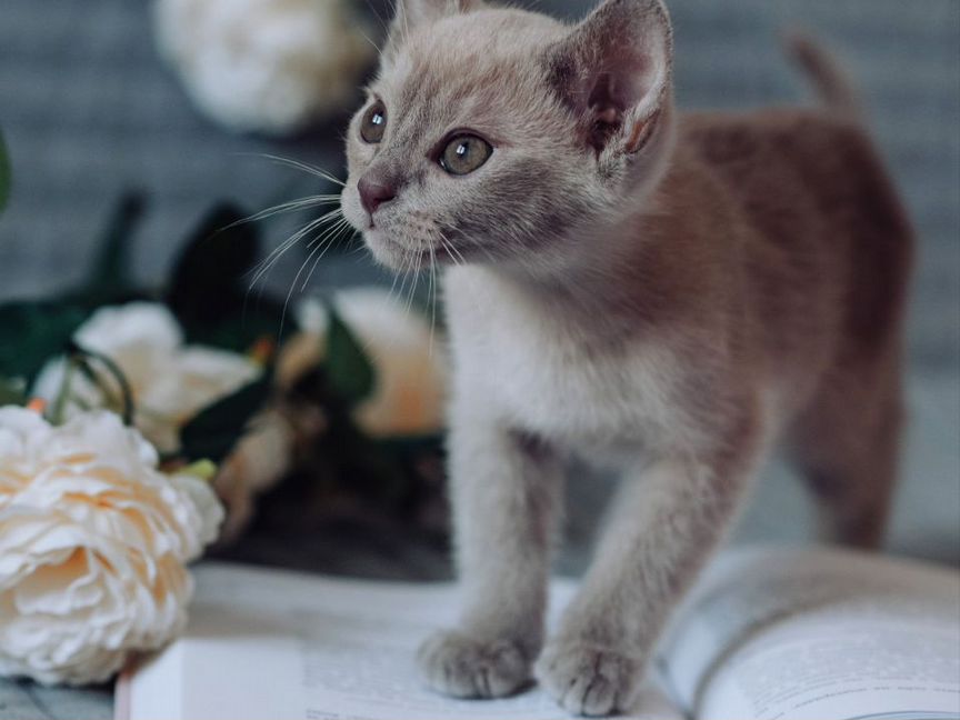 Лиловый котенок европейской бурмы мальчик