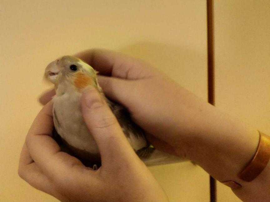 Попугаи корелла пара