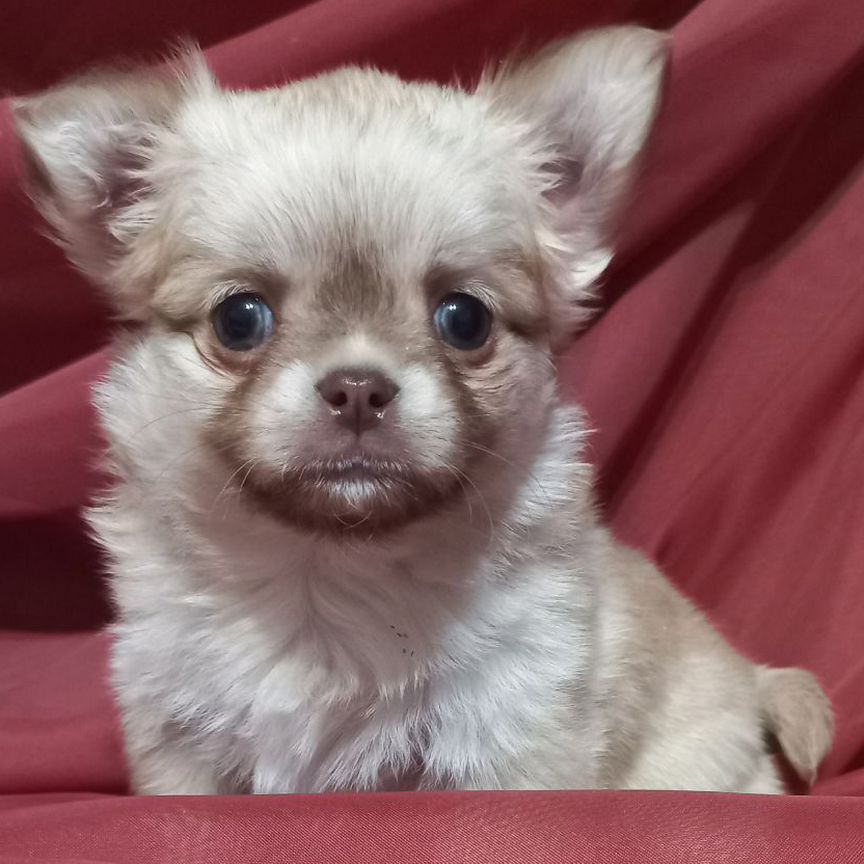 Чихуахуа, щенок