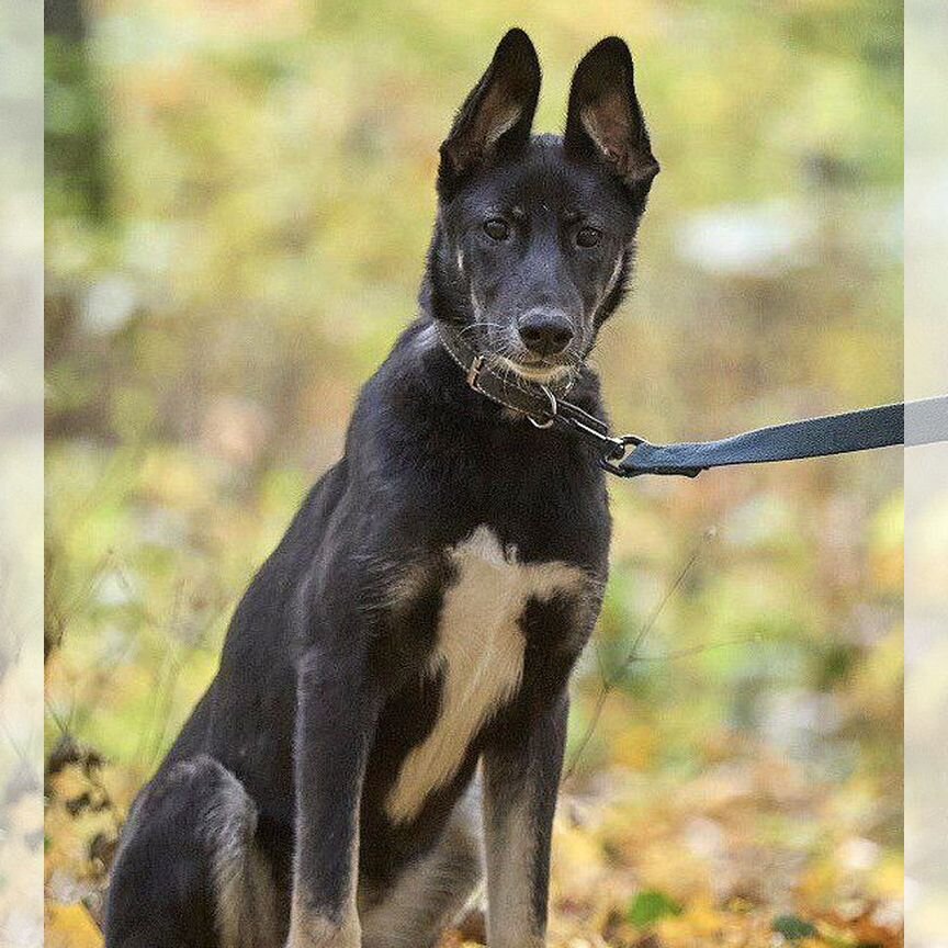 Взрослая собака в добрые руки