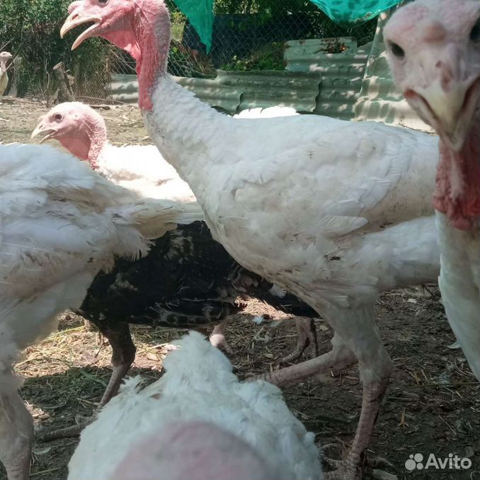 Индюки индюшата