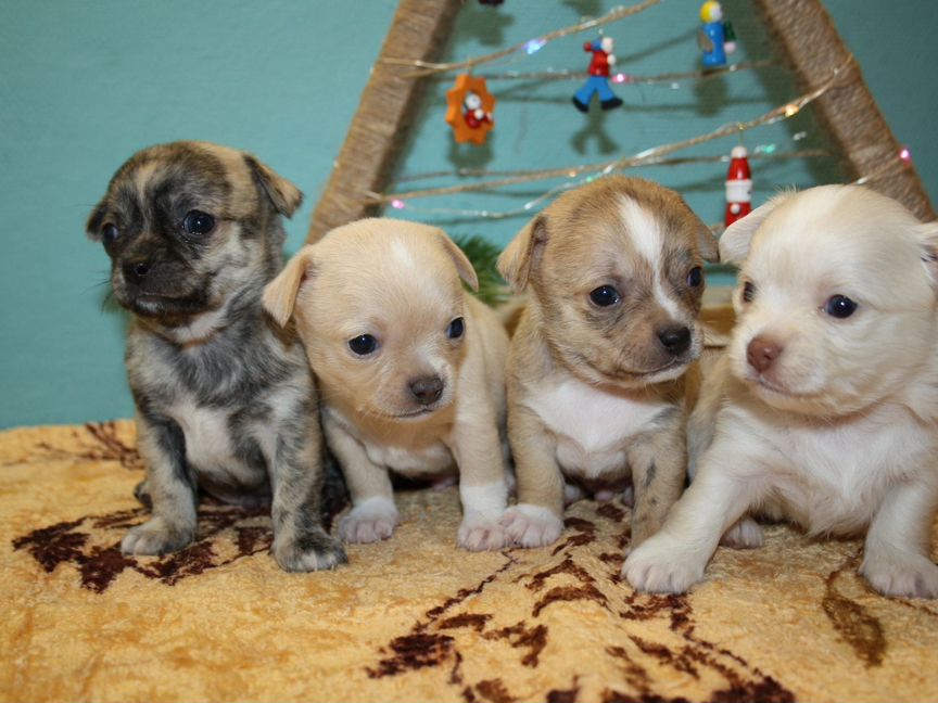 Крошки чихуахуа