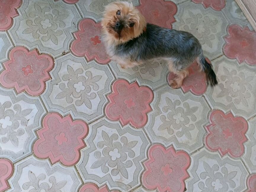 Девочка Йорка взрослая