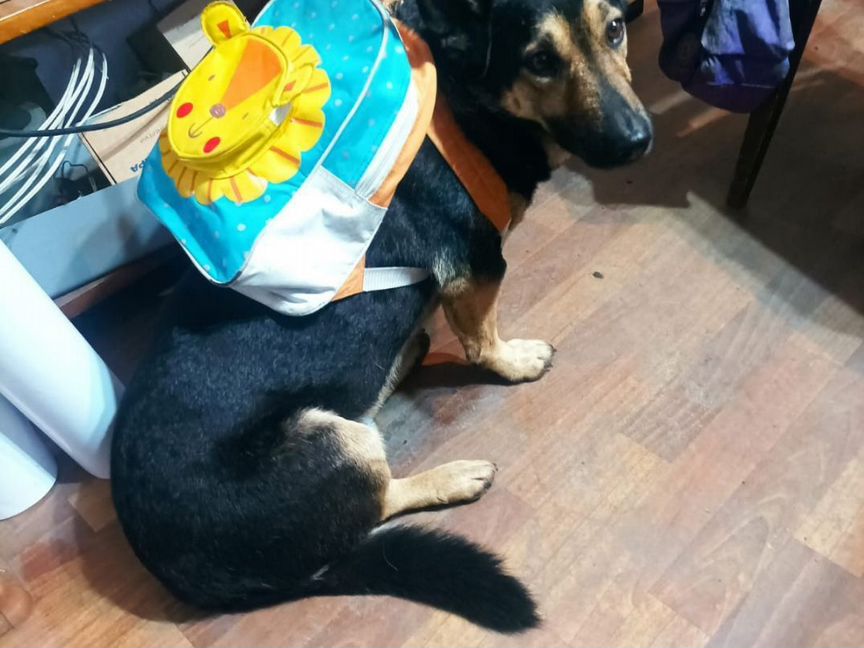 Очень сильно ждёт хозяина