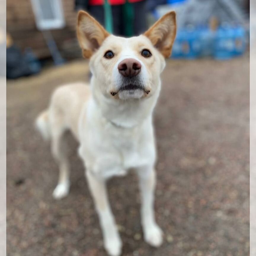 Взрослая собака в добрые руки