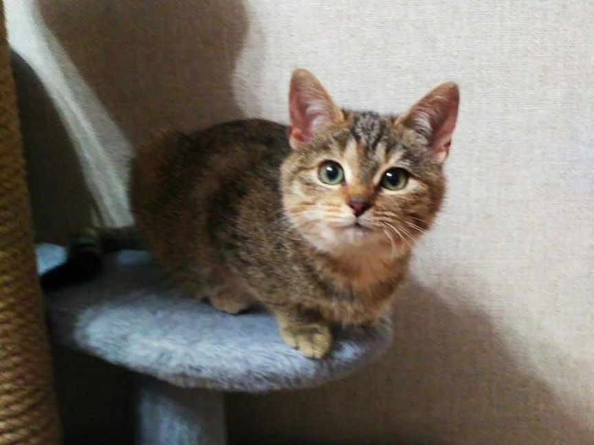 Котенок, бесплатно